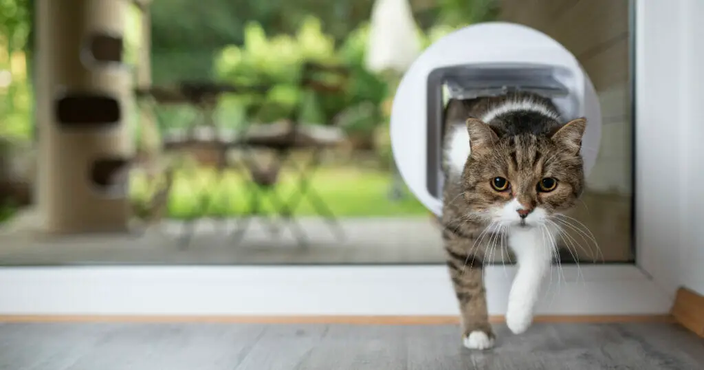 Kattenluik plaatsen: hoe ga ik te werk?